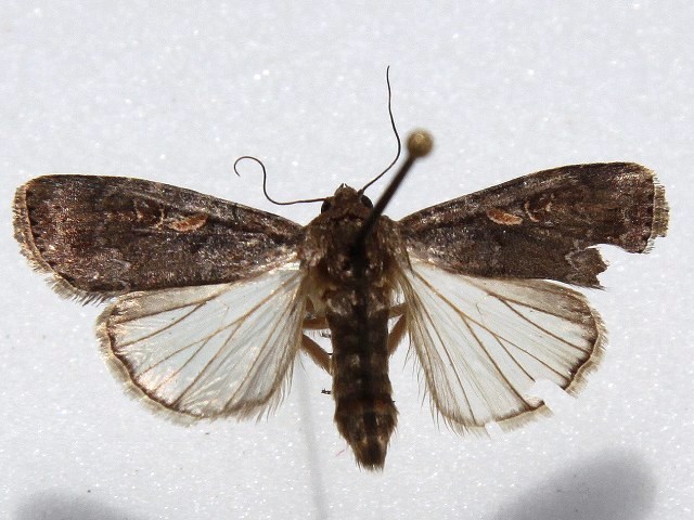 Spodoptera exempta African Moths