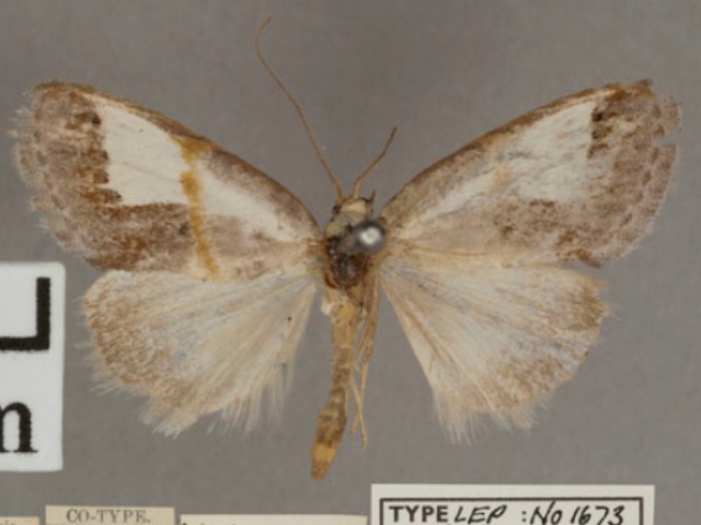 Negeta albigrisea African Moths