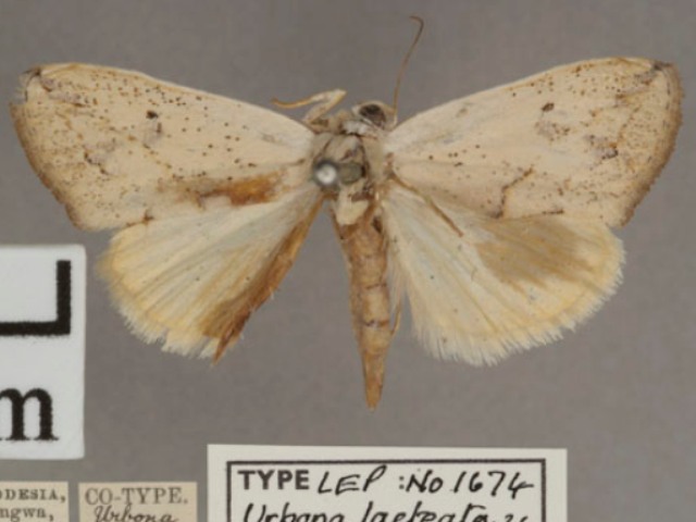 Negeta lacteata African Moths