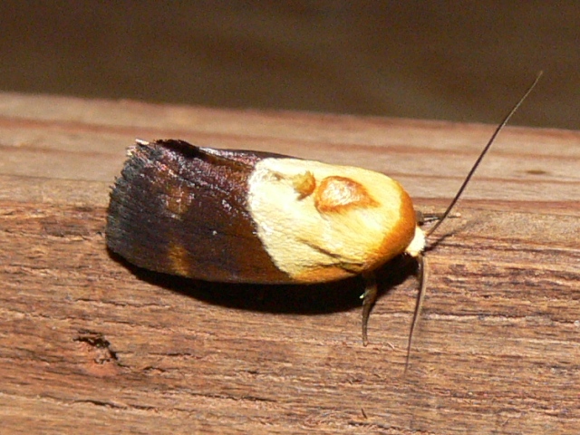 Neonegeta xanthobasis African Moths