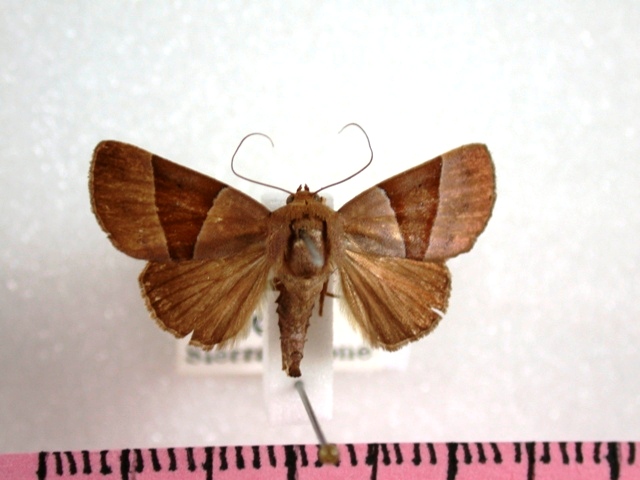 Negeta approximans African Moths