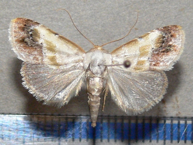 Negeta purpurascens African Moths