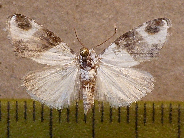 Negeta semialba African Moths