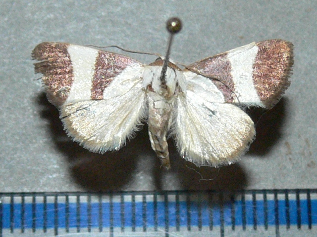 Neonegeta purpurea African Moths