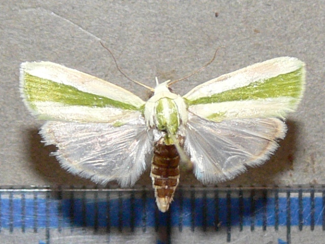 Earias vittela African Moths