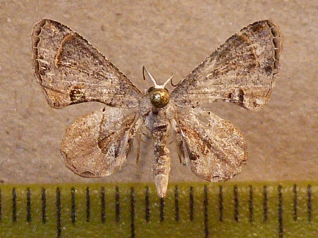 Epiplema inconspicua African Moths