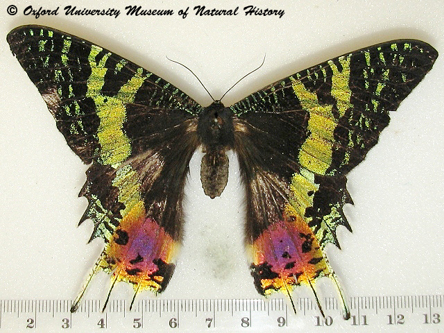 Chrysiridia rhipheus African Moths