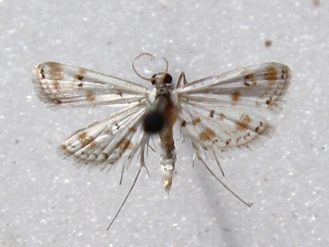 Parapoynx stagnalis African Moths