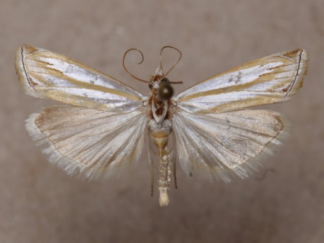 Classeya bicuspidalis African Moths