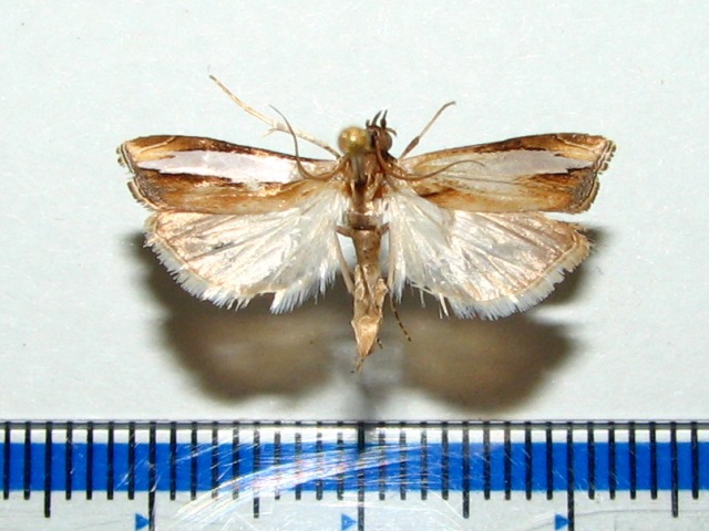 Classeya placydioni African Moths
