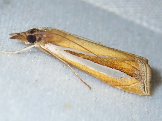 Classeya sp1 African Moths