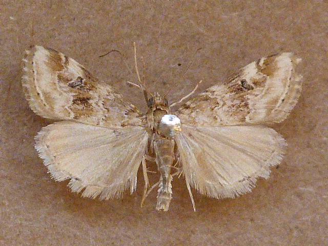 Hellula undalis African Moths Home page