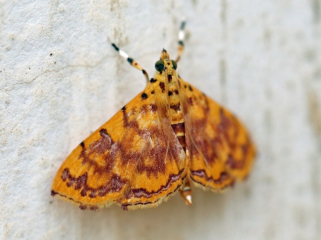 Isocentris sp1 African Moths