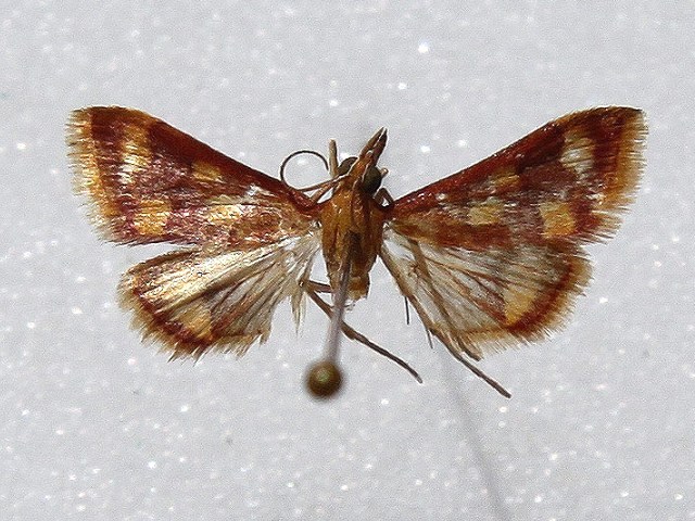 Pyrausta phoenicealis African Moths