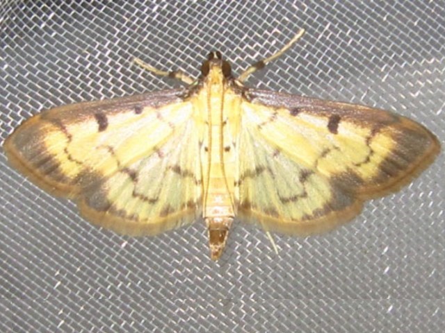 Herpetogramma basalis Home page