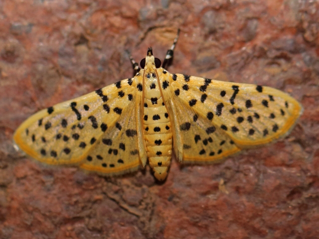 Marwitzia dichocrocis African Moths