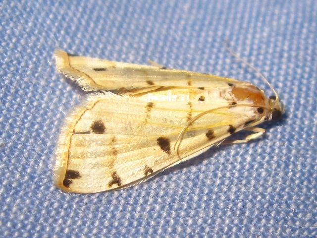 Pycnarmon diaphana African Moths