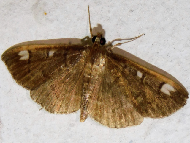 Syllepte purpurascens African Moths