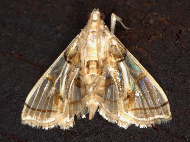 Syllepte sp2 African Moths