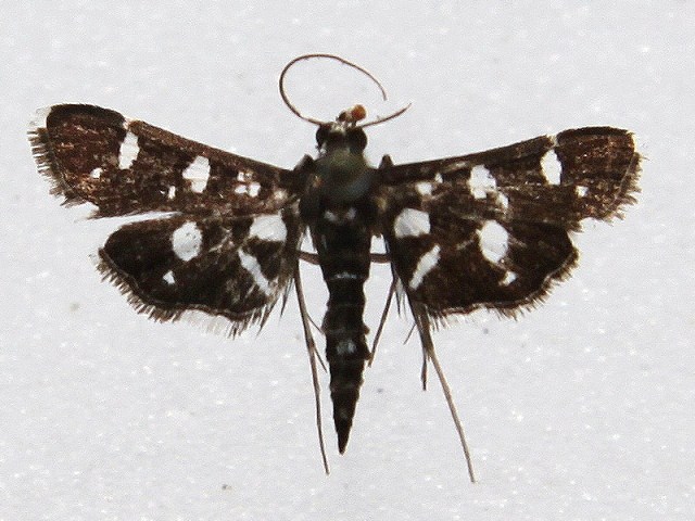 Bocchoris inspersalis African Moths