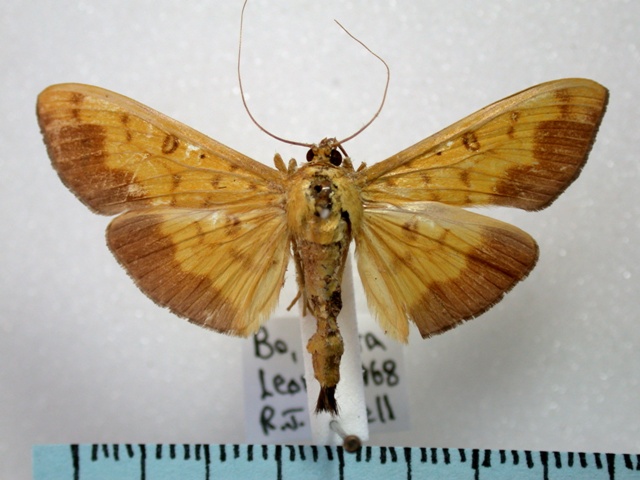 Botyodes asialis African Moths