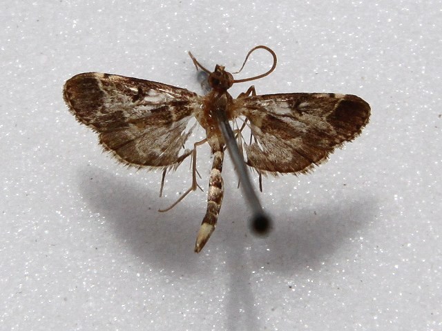 Duponchelia fovealis African Moths
