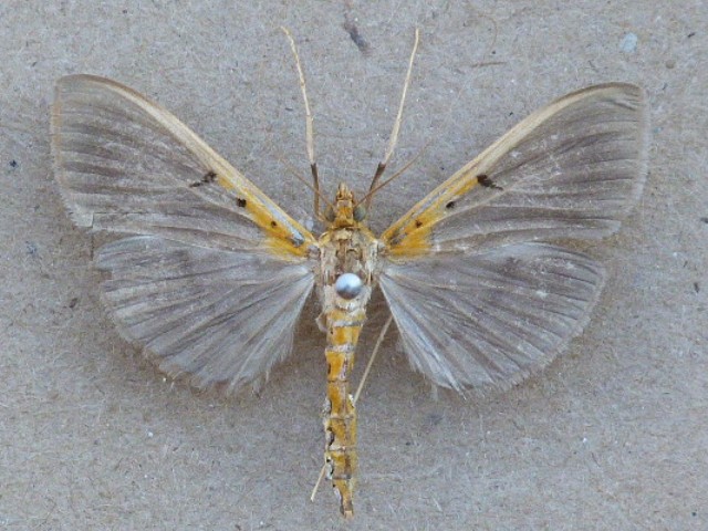 Filodes costivitralis African Moths