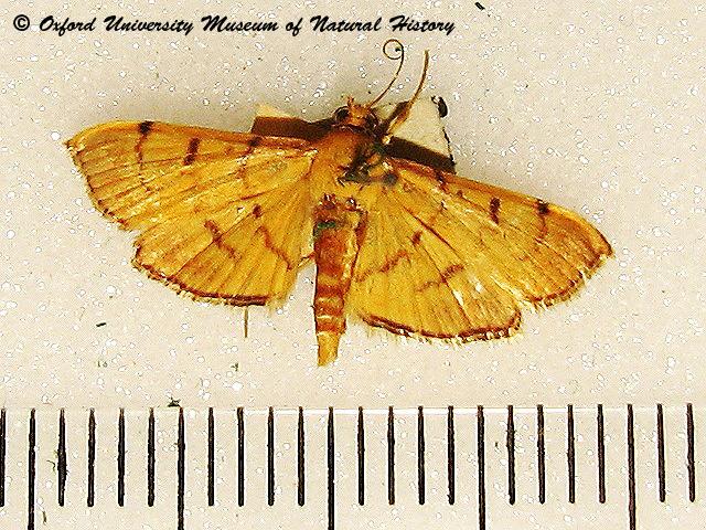 Omiodes indicata African Moths