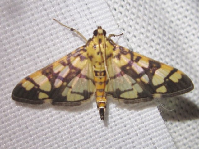 Pardomima azancla African Moths