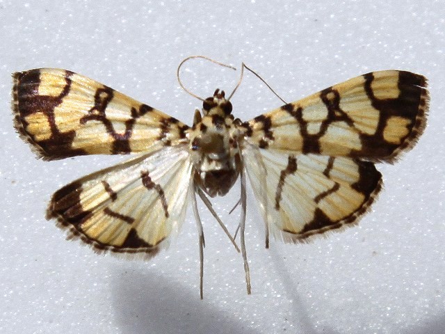 Pardomima callixantha African Moths