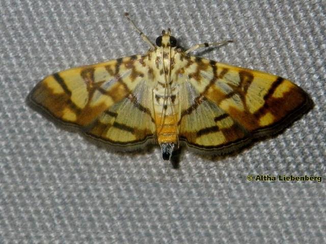 Pardomima distortana African Moths