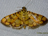 Pardomima distortana African Moths