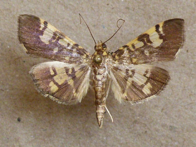 Pardomima phalarota African Moths