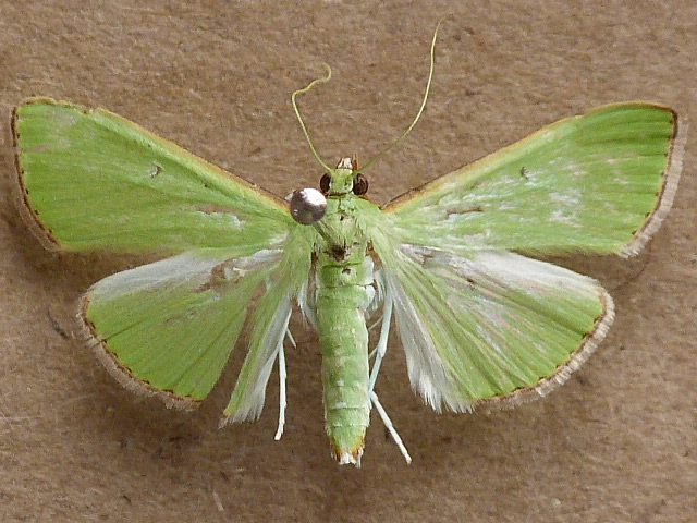Parotis impia African Moths