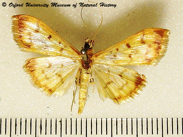 Pleurpotya balteata African Moths