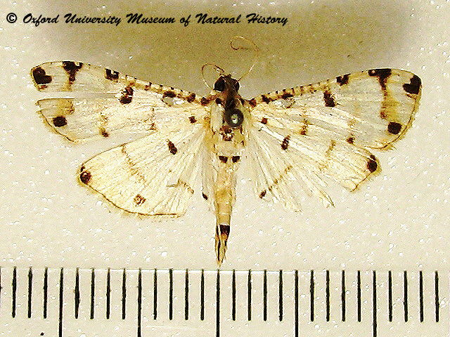 Pycnarmon cribrata African Moths