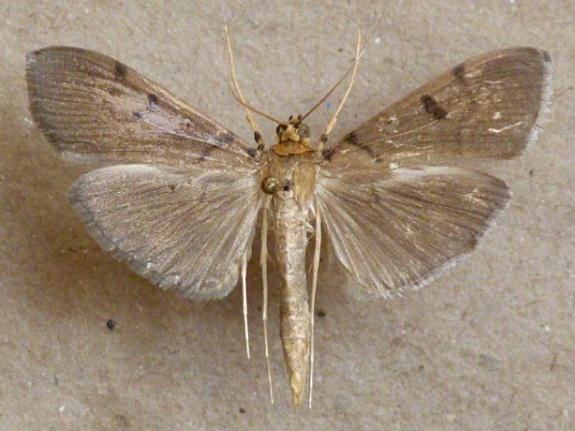 Syllepte glebalis African Moths