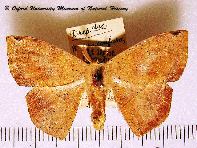 Negera confusa African Moths