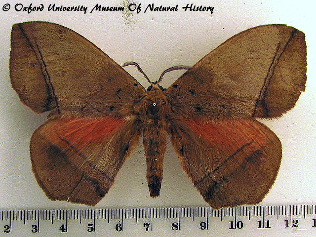 Acrojana sciron African Moths