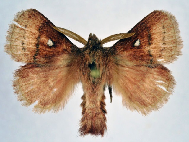 Euwallengrenia reducta African Moths