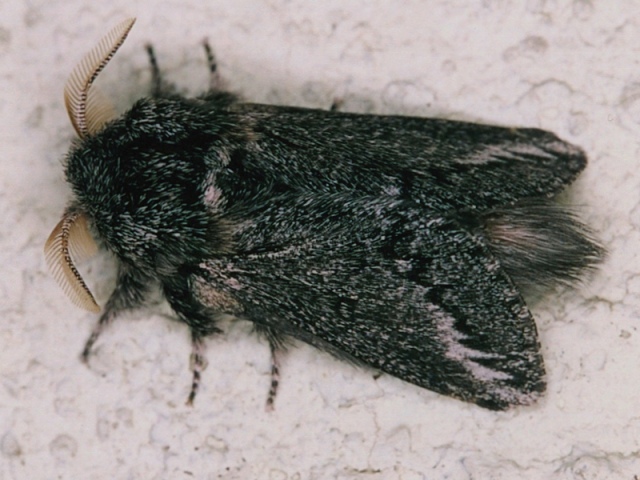 Sena parva African Moths