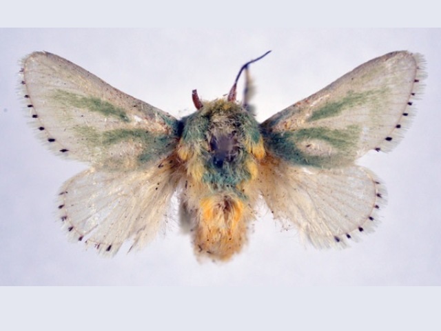 Coenobasis albiramosa African Moths