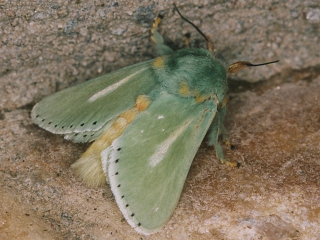 Coenobasis argentilinea African Moths