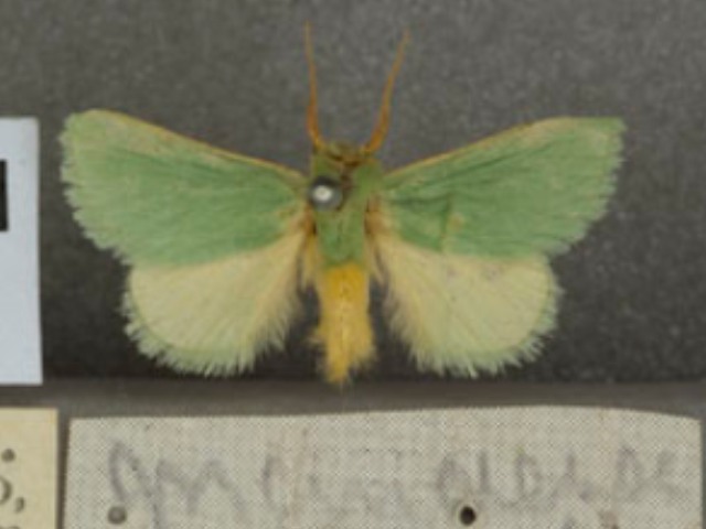 Coenobasis chloronoton African Moths