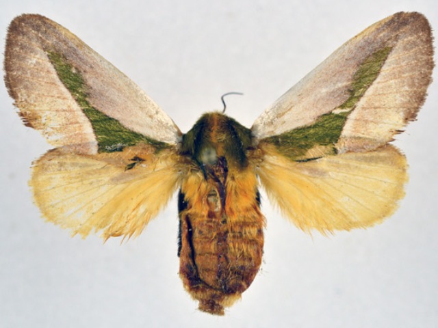 Latoia cineracea African Moth