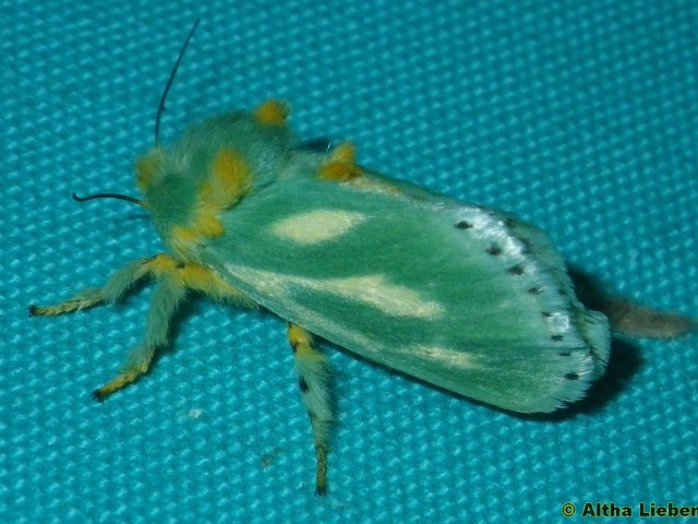 Coenobasis amoena African Moths