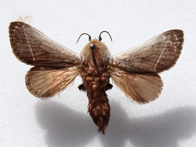 Latoia albilinea African Moths