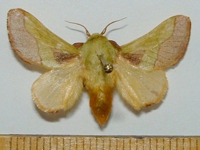 Latoia latistriga African Moths