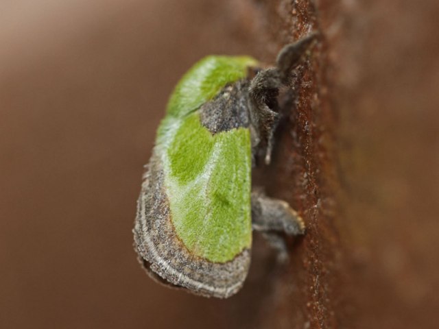Latoia viridimixta African Moths