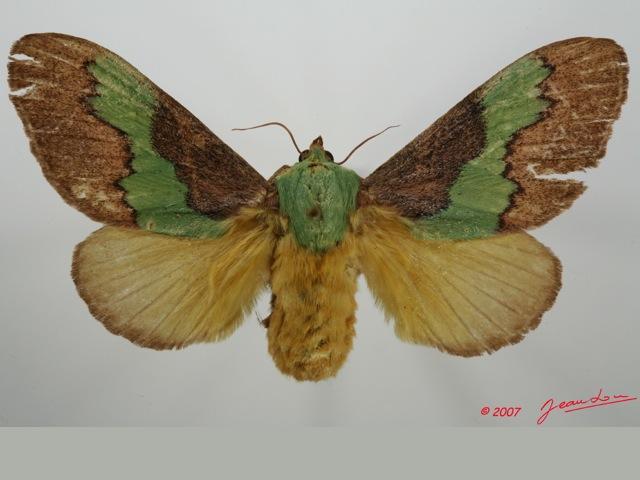 Latoia vitilena African Moths